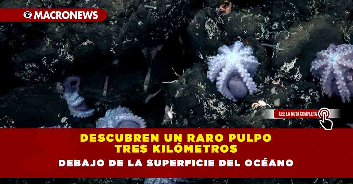 Descubren un raro pulpo tres kilómetros debajo de la superficie del ...