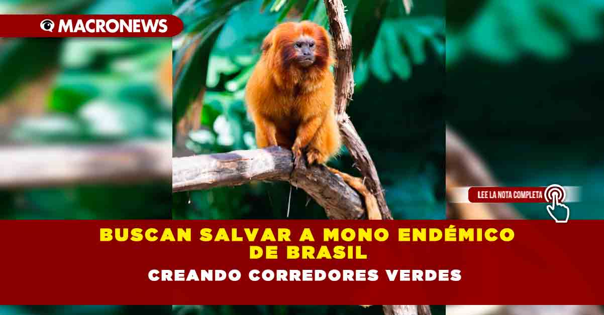 Buscan salvar a mono endémico de Brasil creando corredores verdes ...