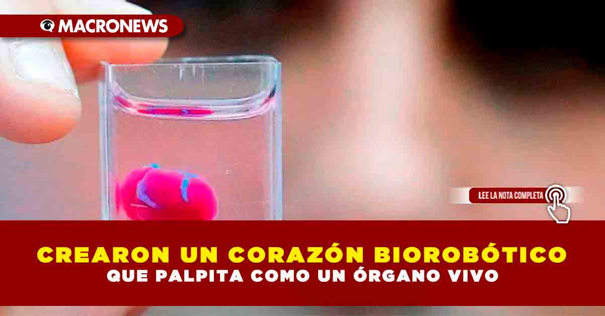 CREARON UN CORAZÓN BIOROBÓTICO QUE PALPITA COMO UN ÓRGANO VIVO — Macronews