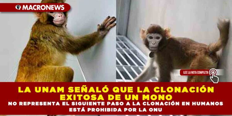 LA UNAM SEÑALÓ QUE LA CLONACIÓN EXITOSA DE UN MONO NO REPRESENTA EL ...