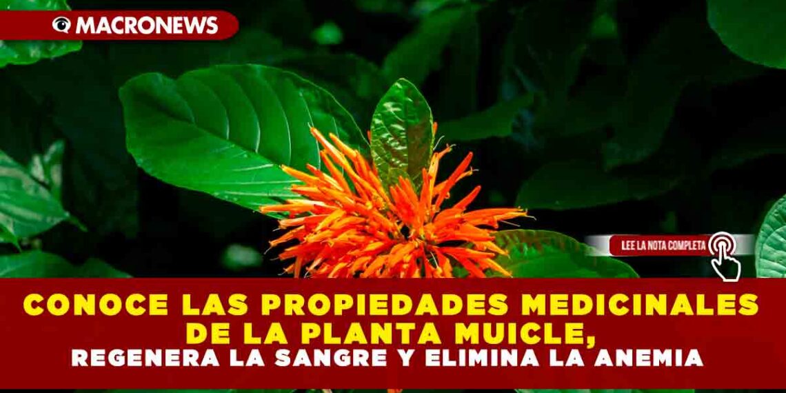 CONOCE LAS PROPIEDADES MEDICINALES DE LA PLANTA MUICLE, REGENERA LA ...